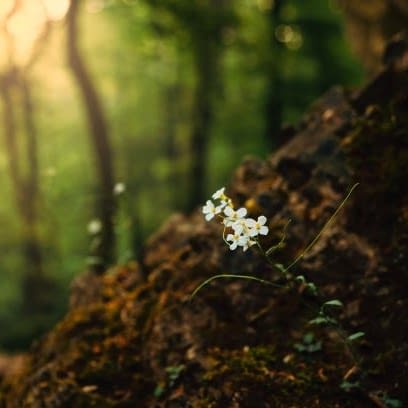 Research – Catoni Lab